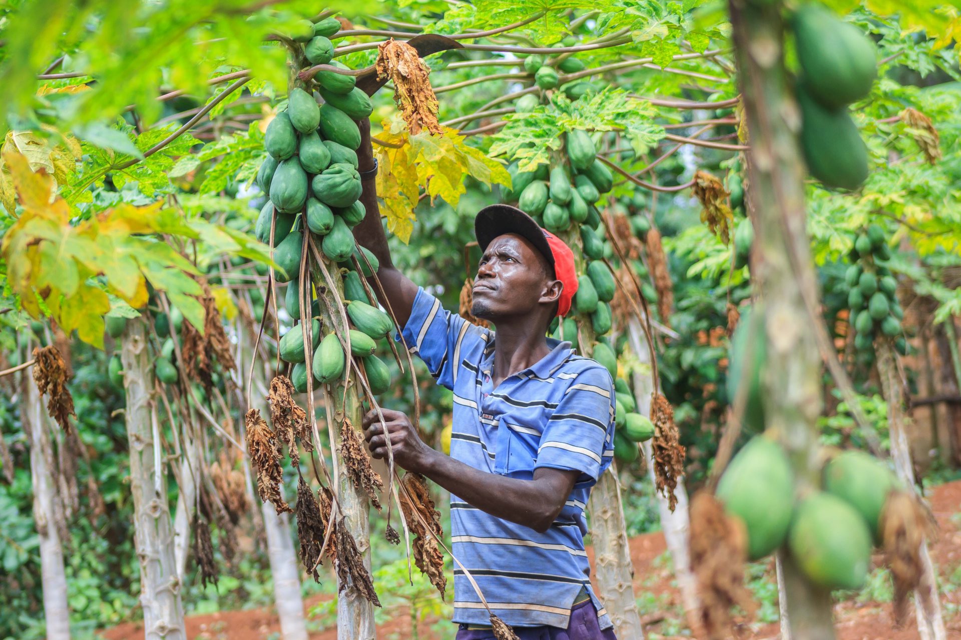 Agribusiness in Africa Window - AECF