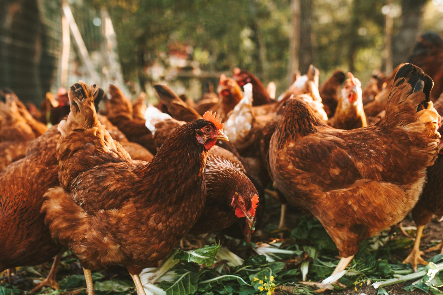 Southern Africa Poultry Initiative (SAPI) - Feed Accelerator Grand ...