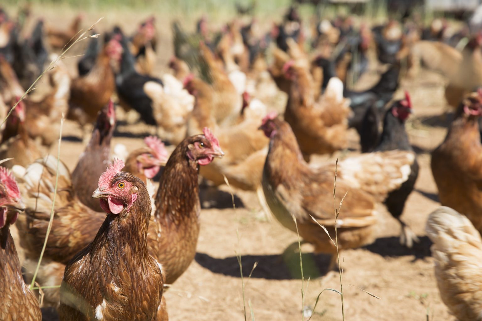 Southern Africa Poultry Initiative (SAPI) - Feed Accelerator Grand ...